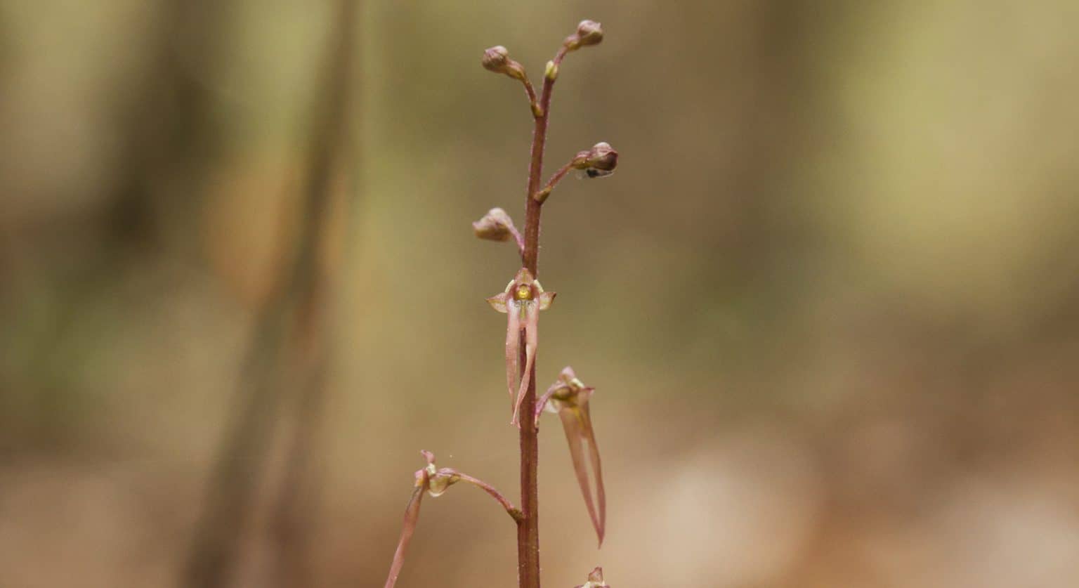 The Complete Plastid Genome of Neottia bifolia (Raf.) Baumbach ...